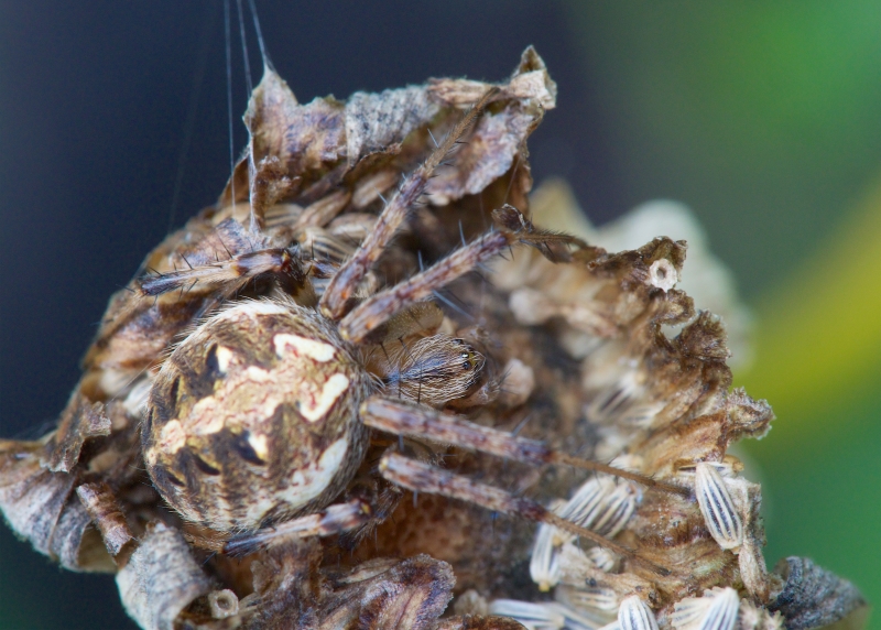 Neoscona arabesca (Arabesque Orbweaver) | The Arboretum